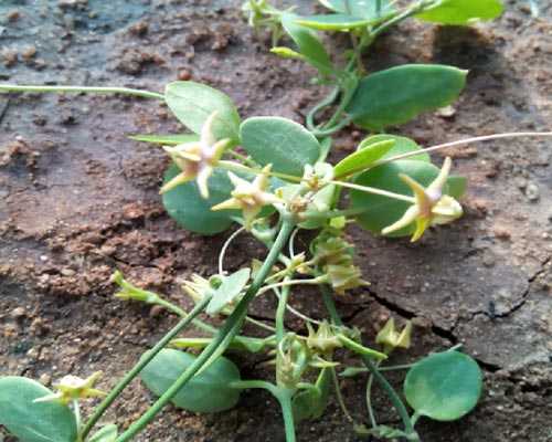 Organic-Vallarai-keerai-plant-sales-Chennai-Chidambaram Nursery Plants ...